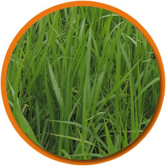 Braquiaria brizantha cv. Piata (Piatá) | Semebras